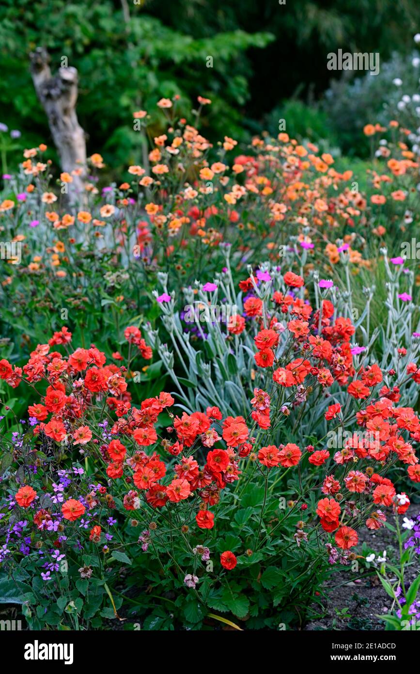 Geum 'scarlet tempest' hi-res stock photography and images - Alamy