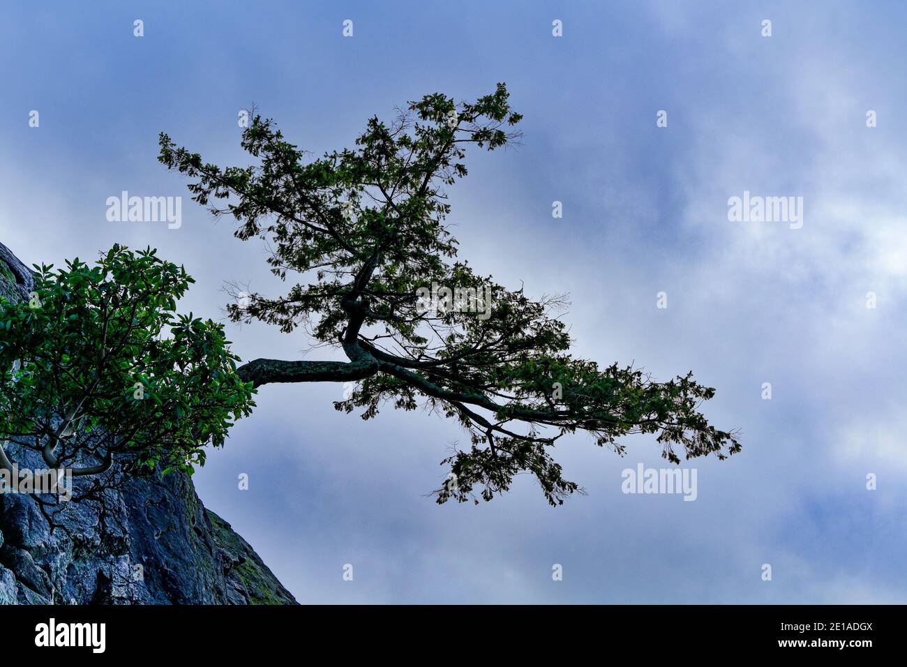 Vancouver vancouver juniper hi-res stock photography and images - Alamy