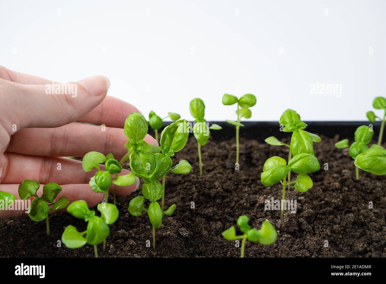 Greenhouse Basil Production High Resolution Stock Photography and ...