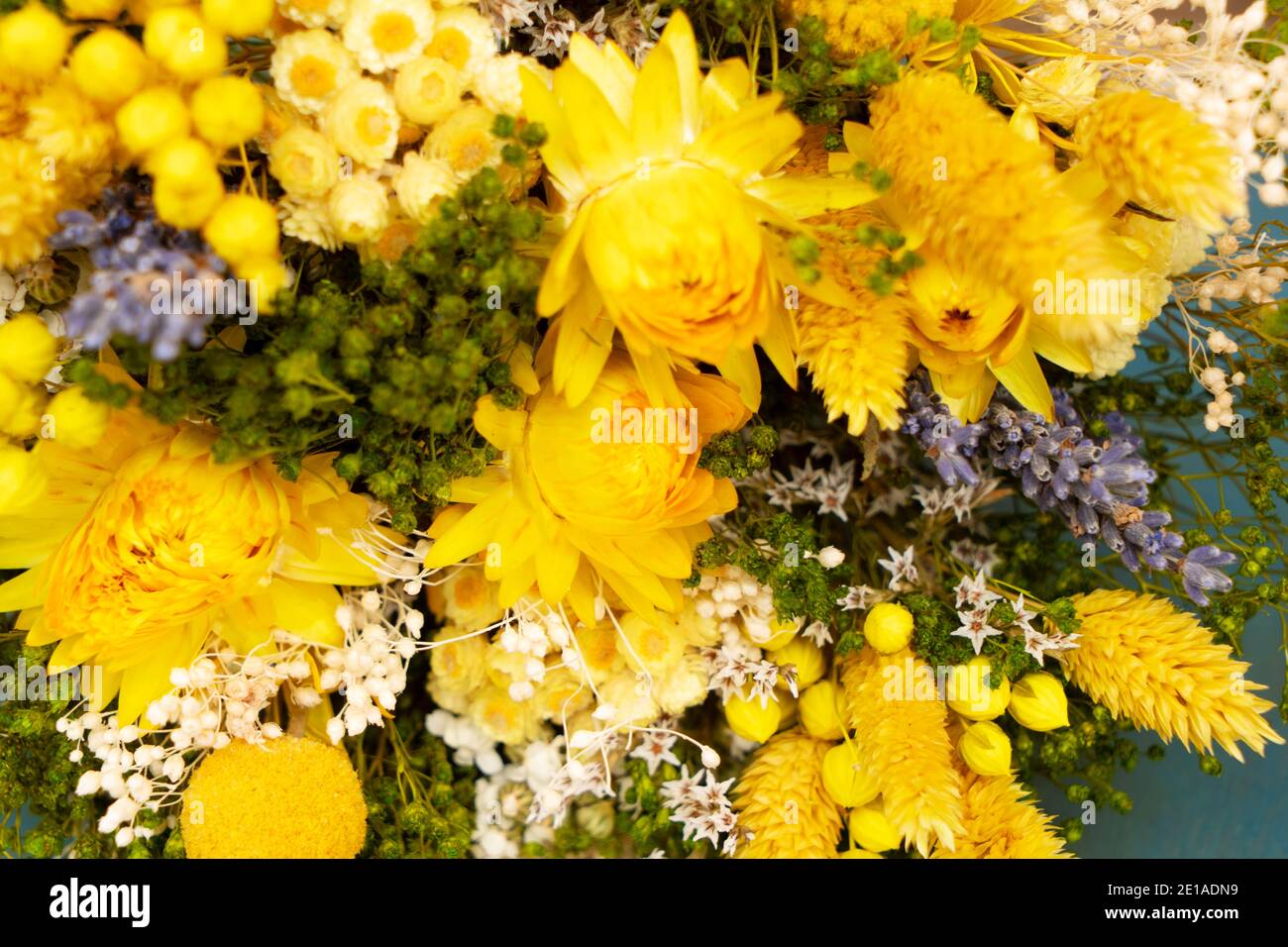 everlasting flowers in yellow color Stock Photo - Alamy