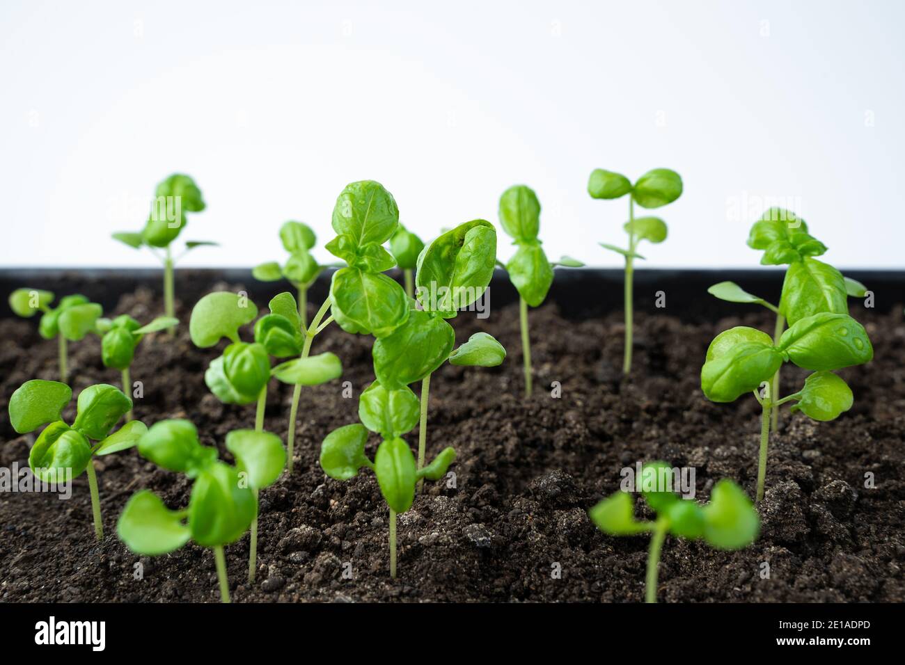 Young basil grows in a greenhouse. Side view Stock Photo - Alamy
