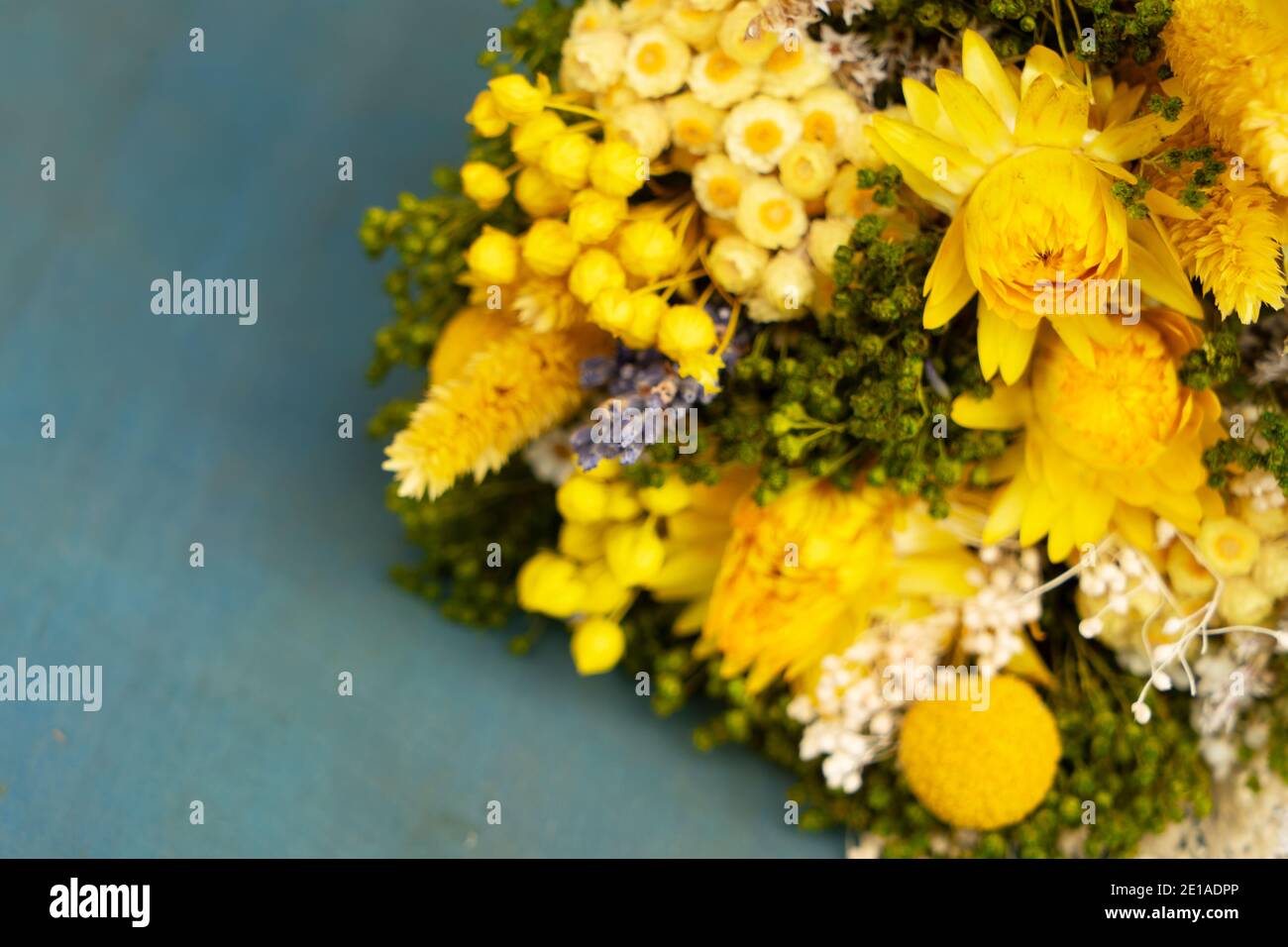 everlasting flowers in yellow color Stock Photo - Alamy