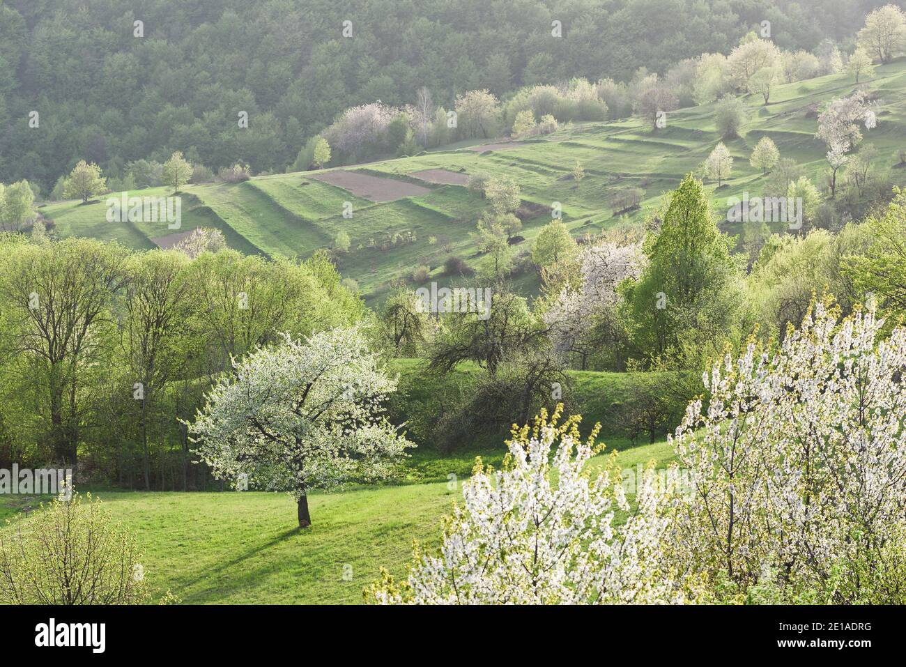 Cherry trees in full hi-res stock photography and images - Alamy
