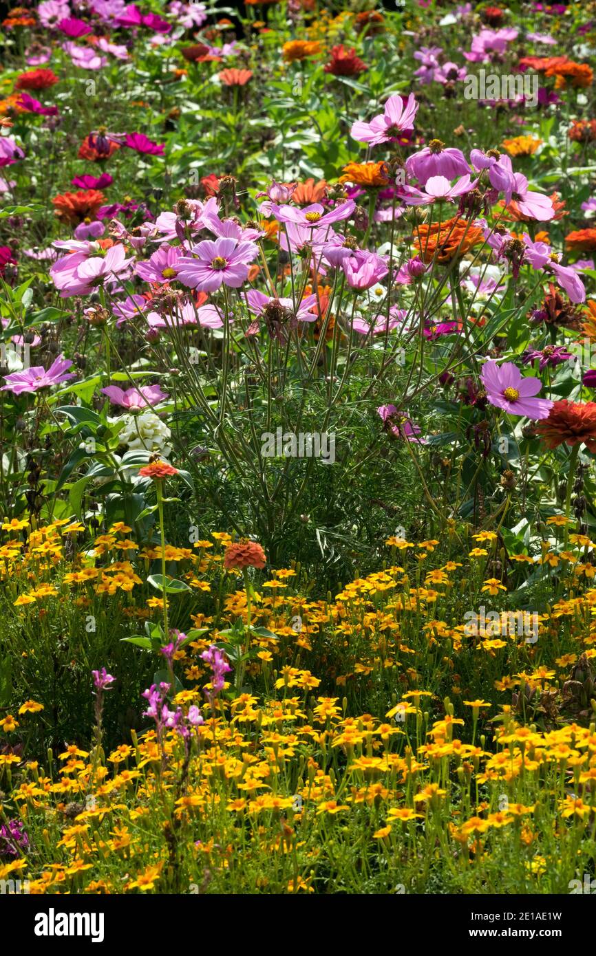 Border of hardy annuals hi-res stock photography and images - Alamy
