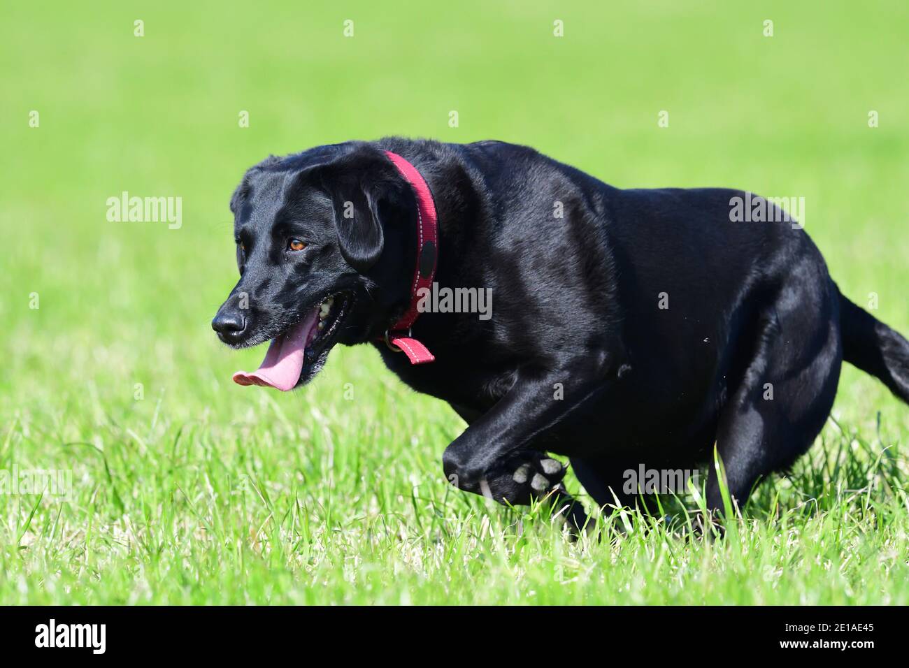 Action shot of a young black Labrador running through a field Stock ...