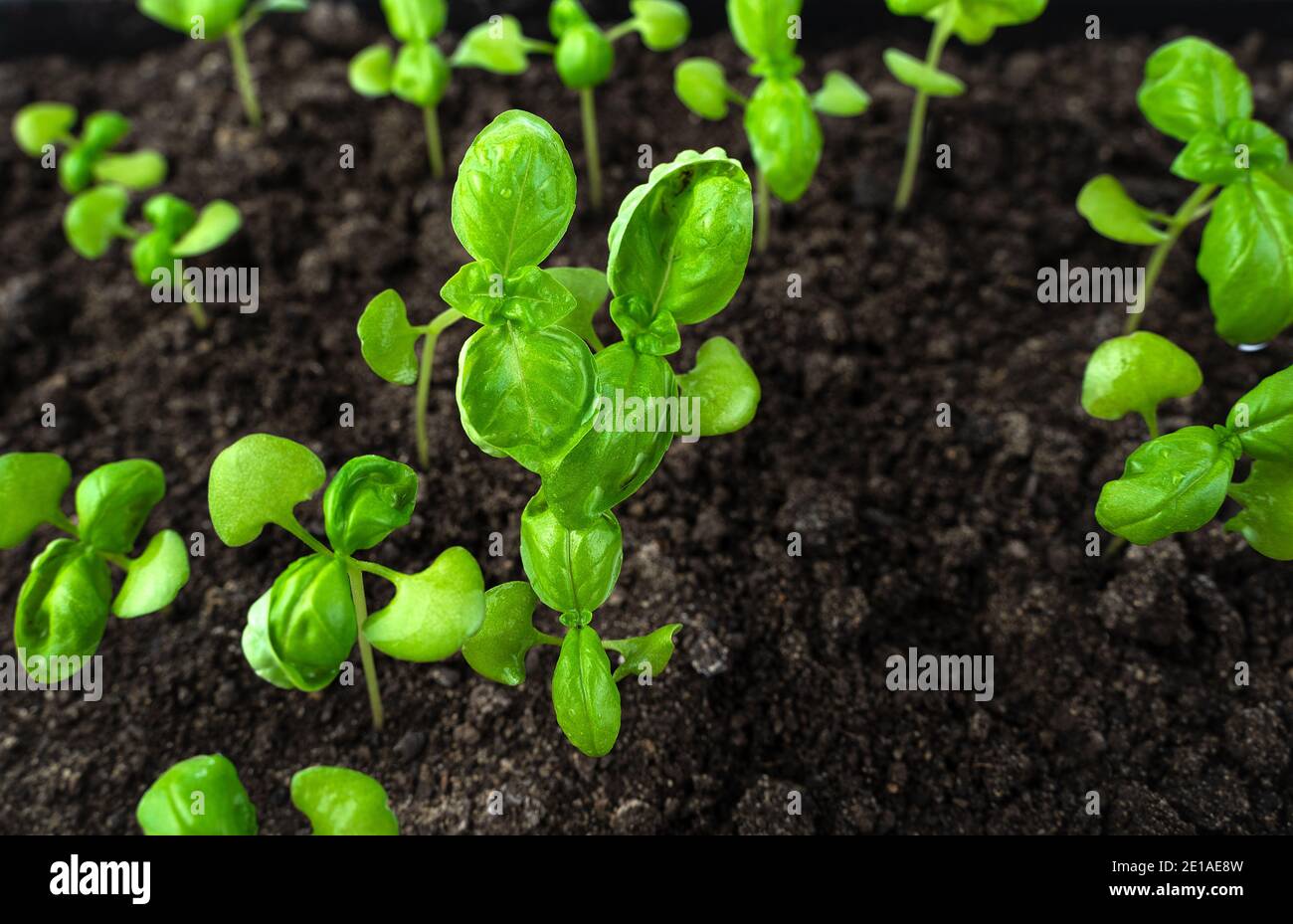 Greenhouse basil production hi-res stock photography and images - Alamy