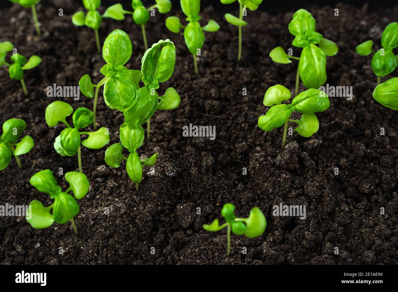 Greenhouse basil production hi-res stock photography and images - Alamy