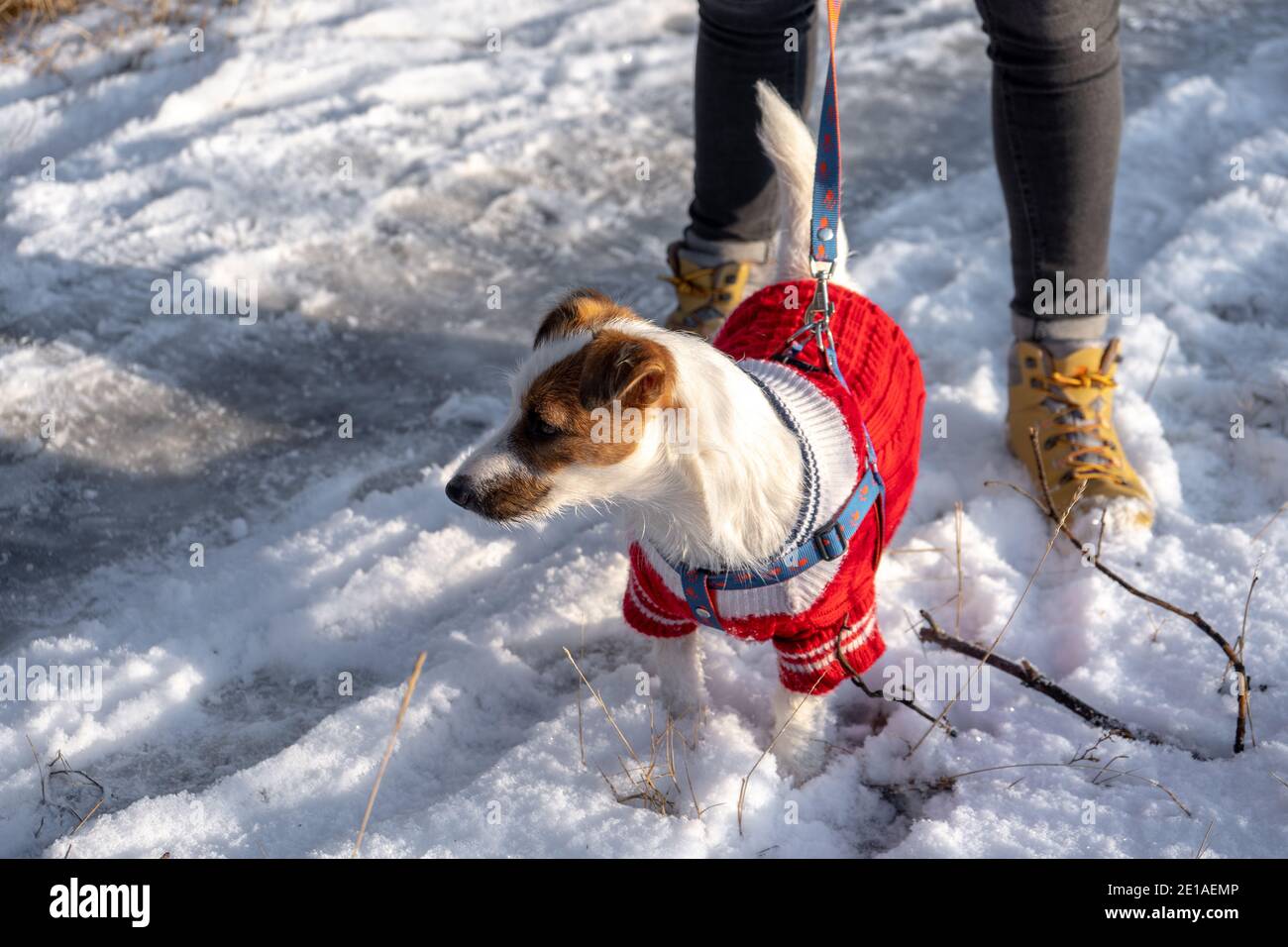 Jack russell terrier wear in red sweater during walking with snow on ...