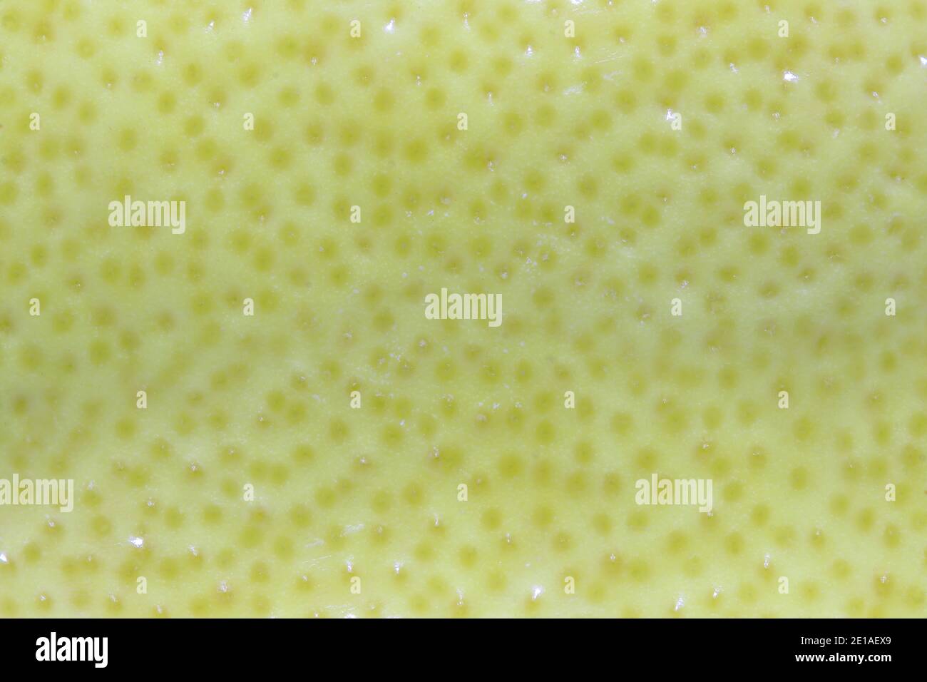 Lemon peel texture hi-res stock photography and images - Alamy