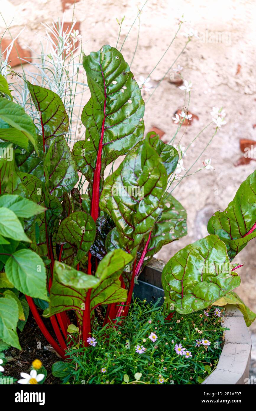 Swiss chard flower hi-res stock photography and images - Alamy