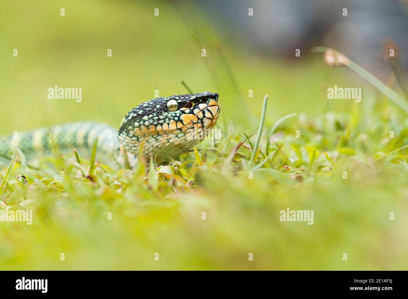 Butterfly viper scales hi-res stock photography and images - Alamy