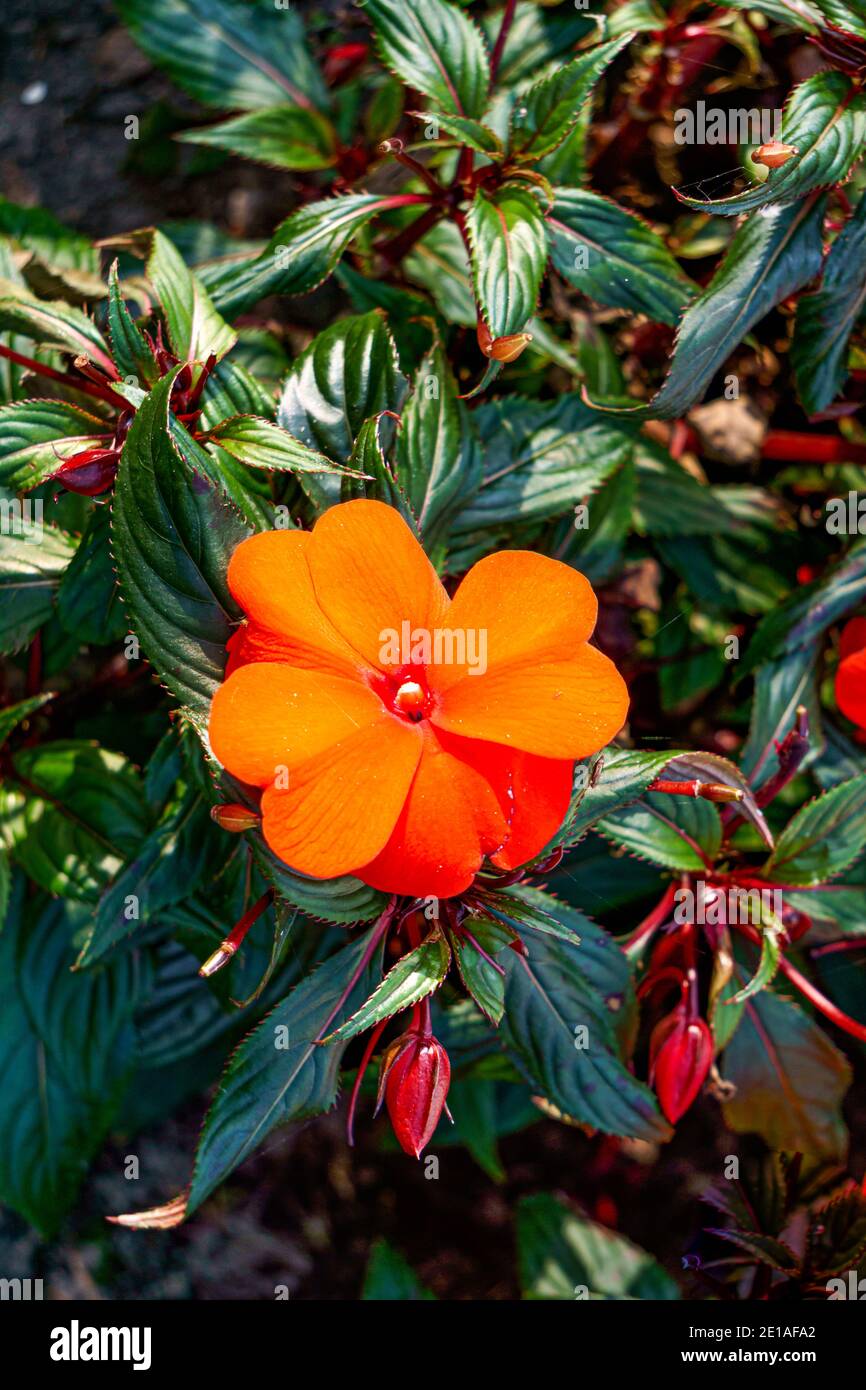 Balsam Flower High Resolution Stock Photography and Images - Alamy