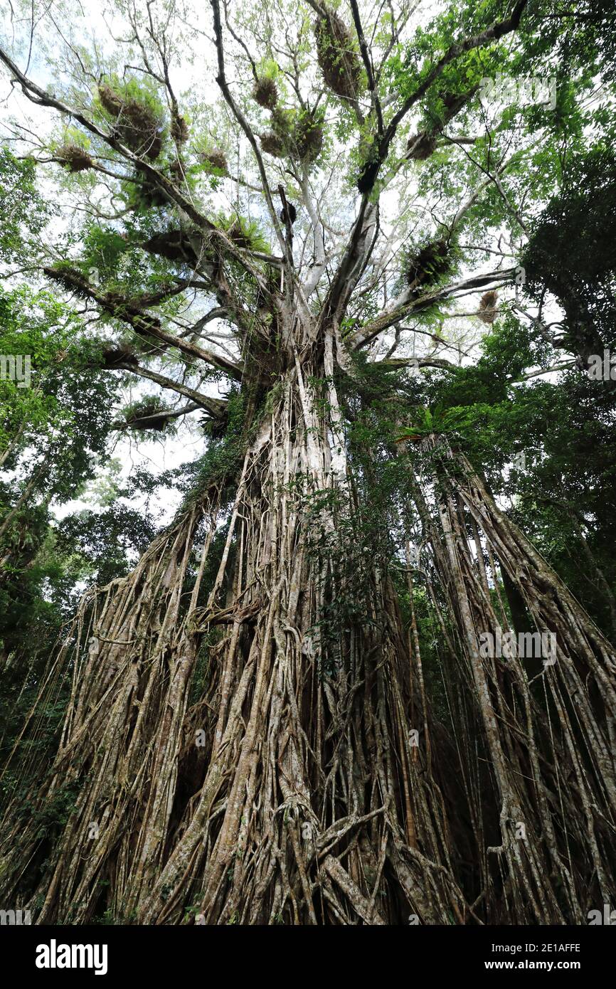 Cathedral fig strangler fig tree hi-res stock photography and images ...