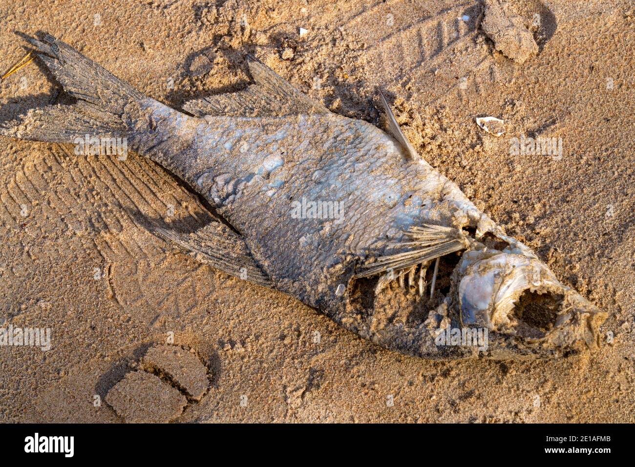 Near the dead sea hi-res stock photography and images - Alamy