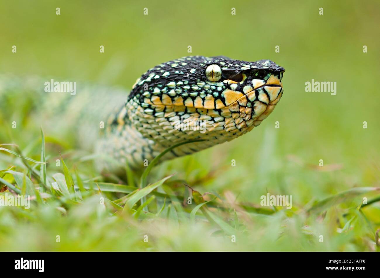 Butterfly Viper High Resolution Stock Photography and Images - Alamy