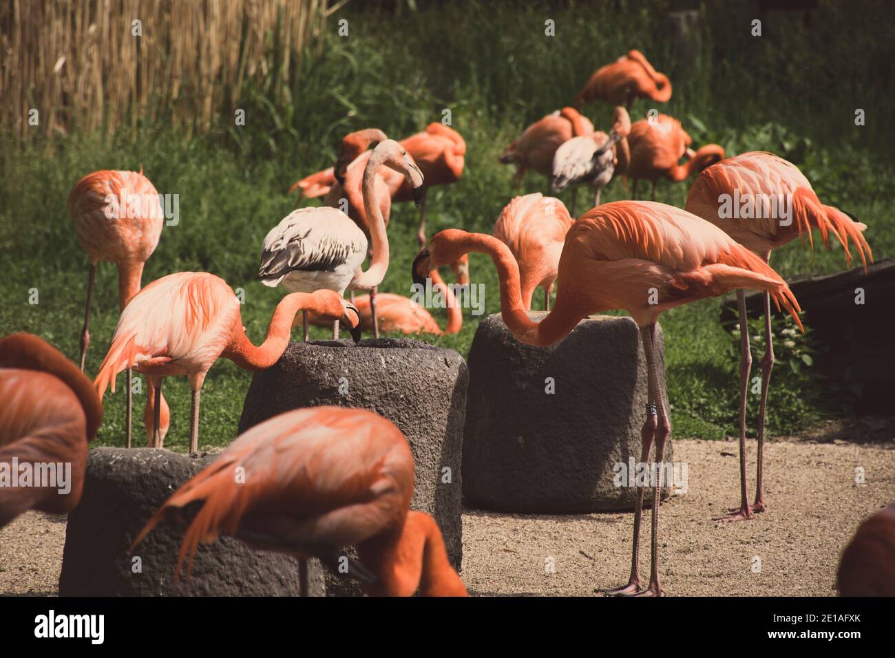 Pink flamingos flapping wings hi-res stock photography and images - Alamy