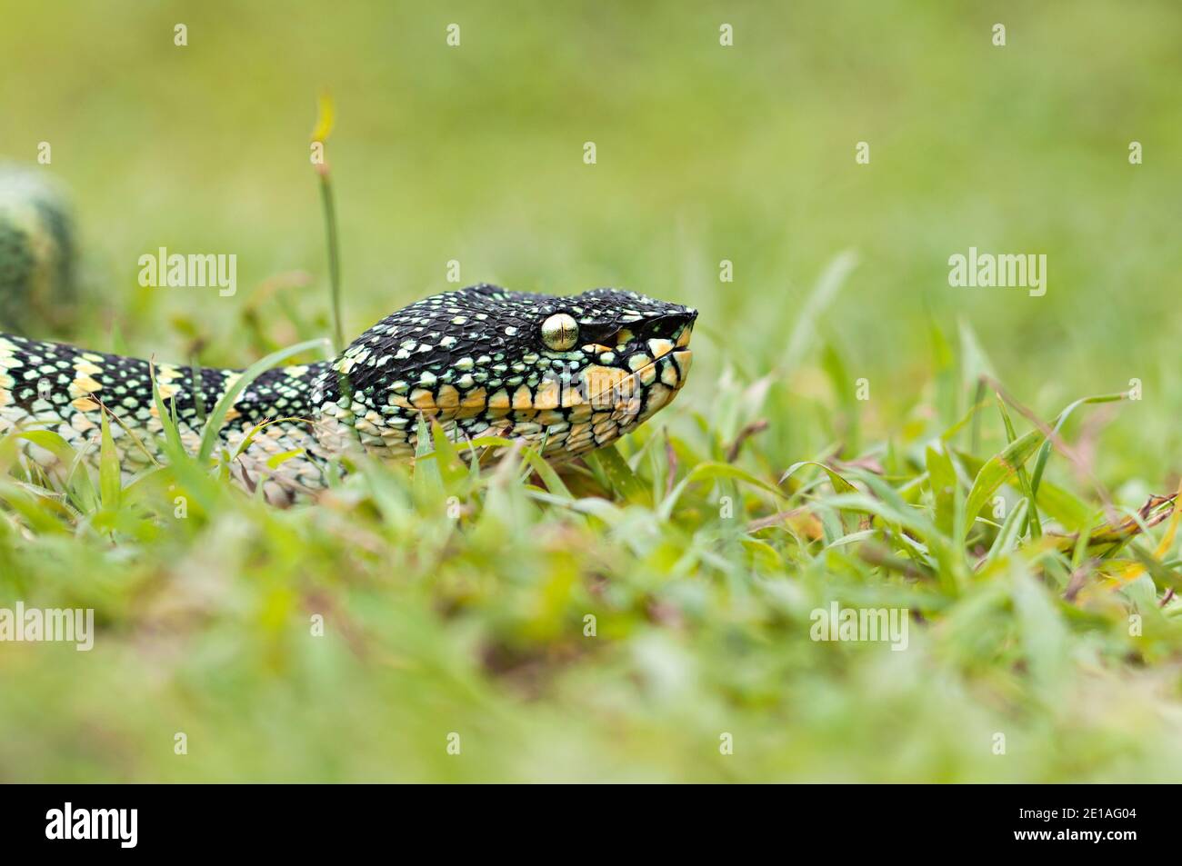 Butterfly viper scales hi-res stock photography and images - Alamy