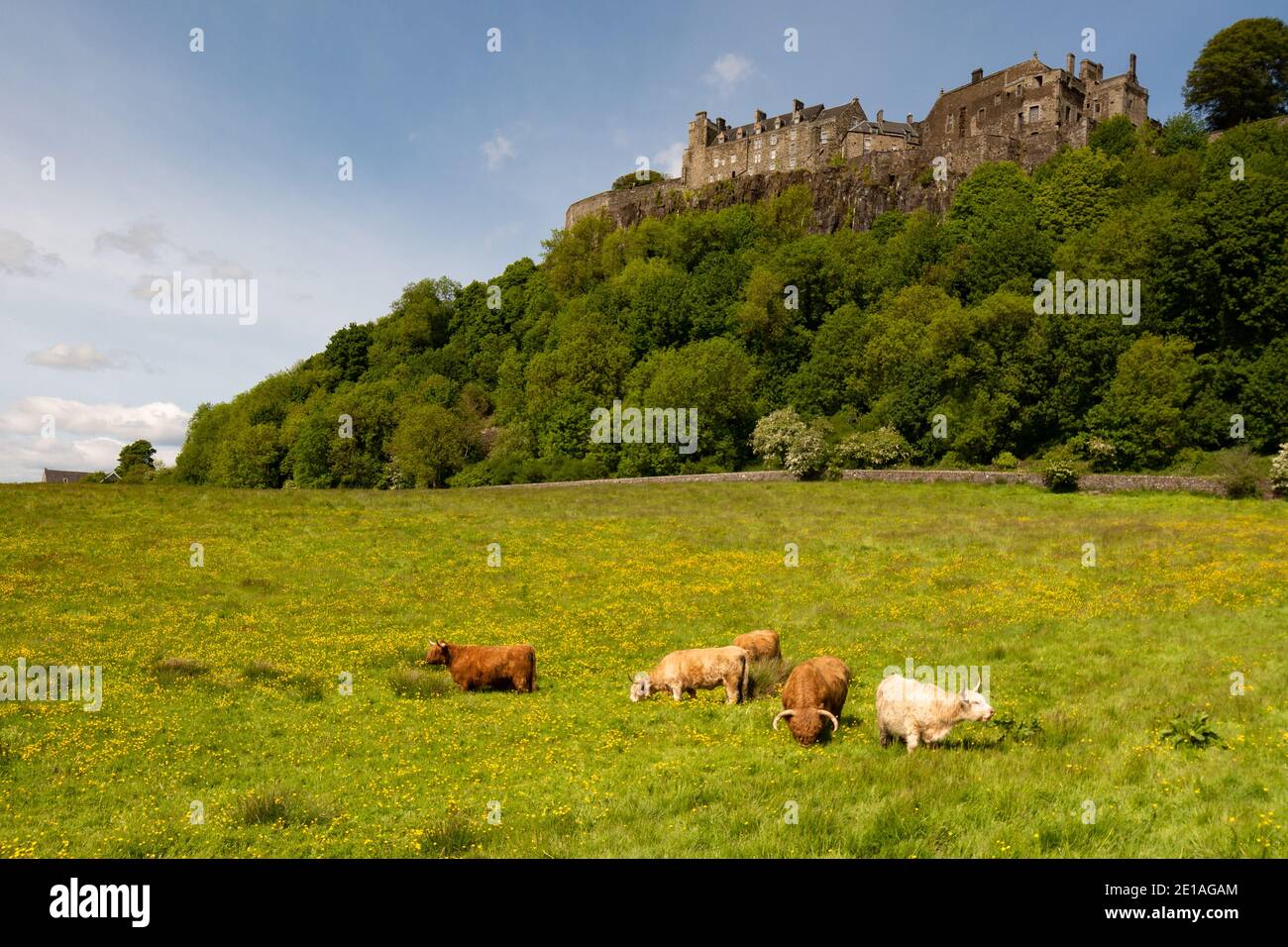 Stirling Castle, Stirling, Scotland, UK with Highland Cattle Stock ...