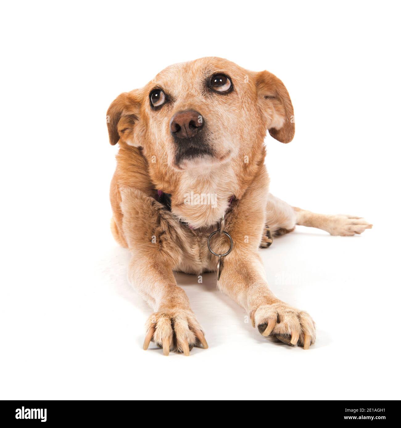 Old guilty dog laying at the floor isolated over white background Stock ...