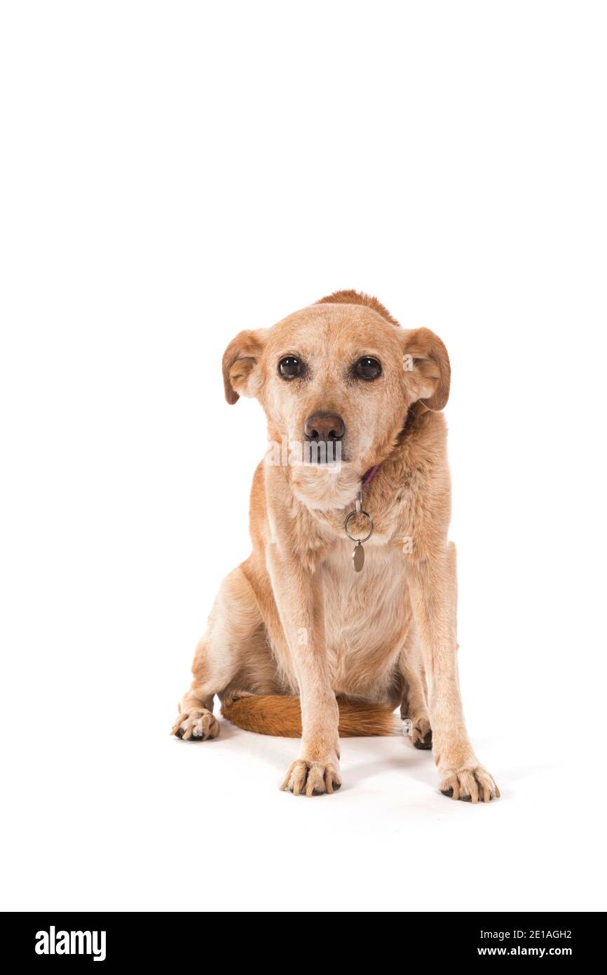 Old dog isolated over white background Stock Photo - Alamy