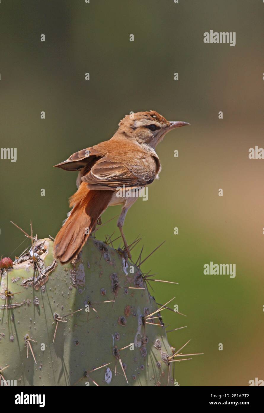 Rufous-tailed Scrub-robin (Cercotrichas galactotes galactotes) adult ...