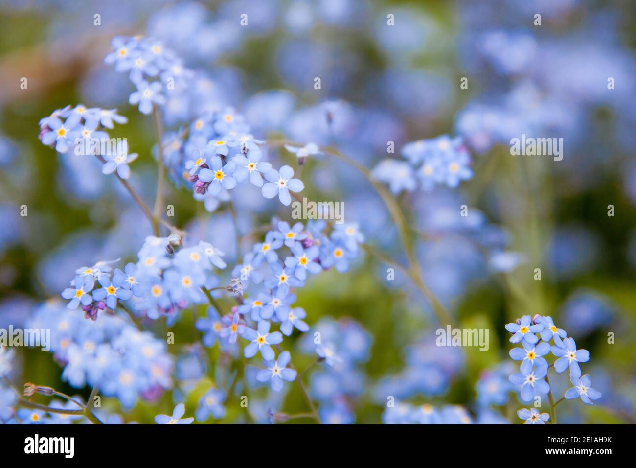 A bunch of forget me nots. Blue flowers in the summer meadow Stock ...