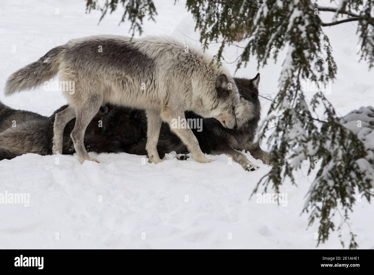 northwestern wolf (Canis lupus occidentalis) pack in winter Stock Photo ...