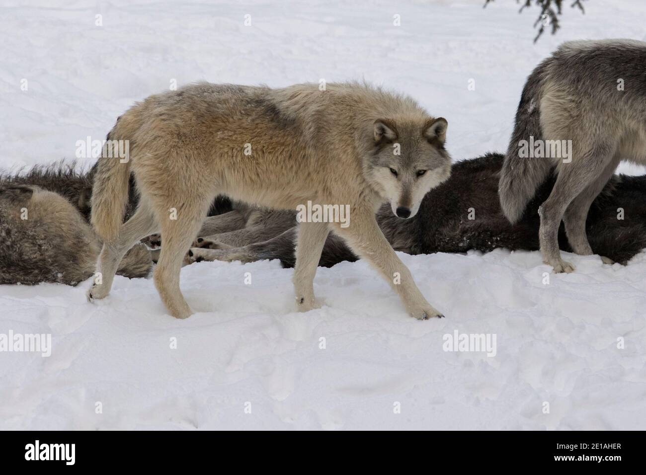 northwestern wolf (Canis lupus occidentalis) pack in winter Stock Photo ...
