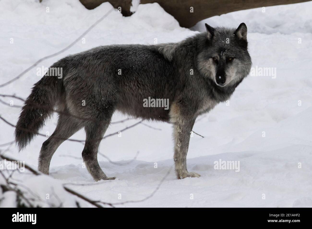 northwestern wolf (Canis lupus occidentalis) pack in winter Stock Photo ...