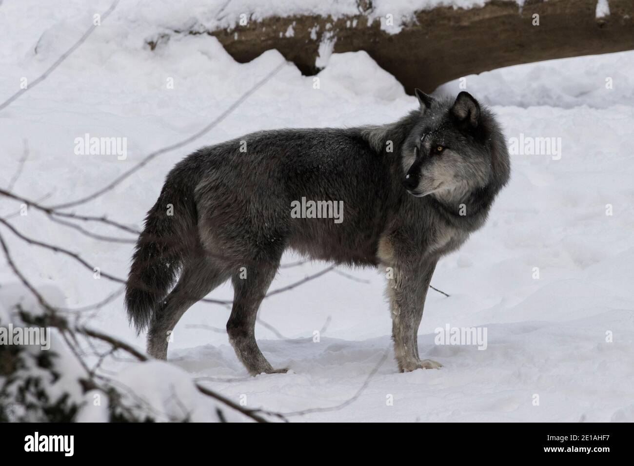 northwestern wolf (Canis lupus occidentalis) pack in winter Stock Photo ...