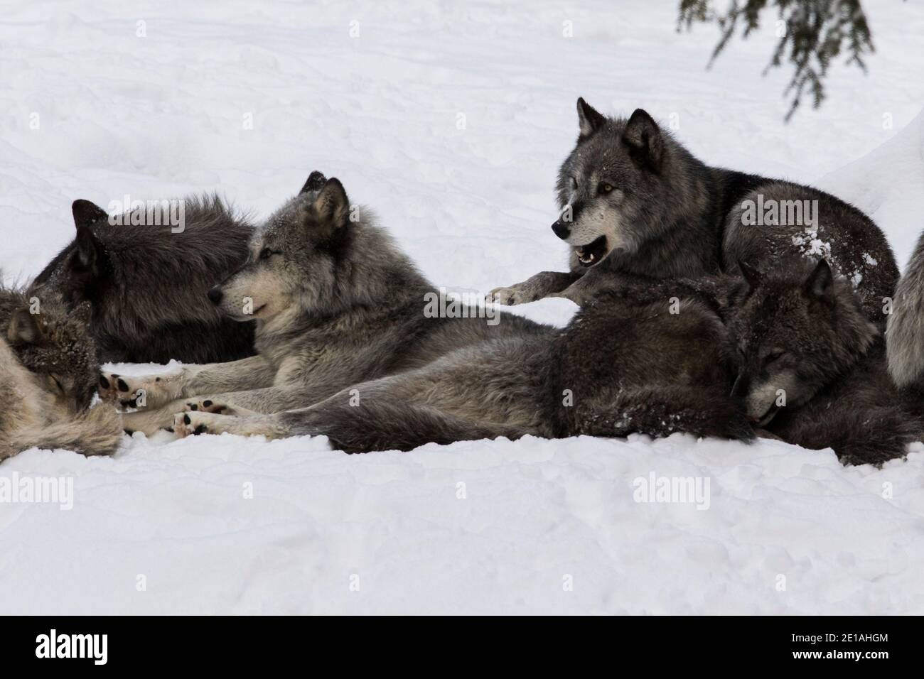 northwestern wolf (Canis lupus occidentalis) pack in winter Stock Photo ...