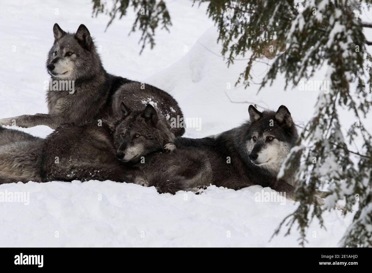 northwestern wolf (Canis lupus occidentalis) pack in winter Stock Photo ...