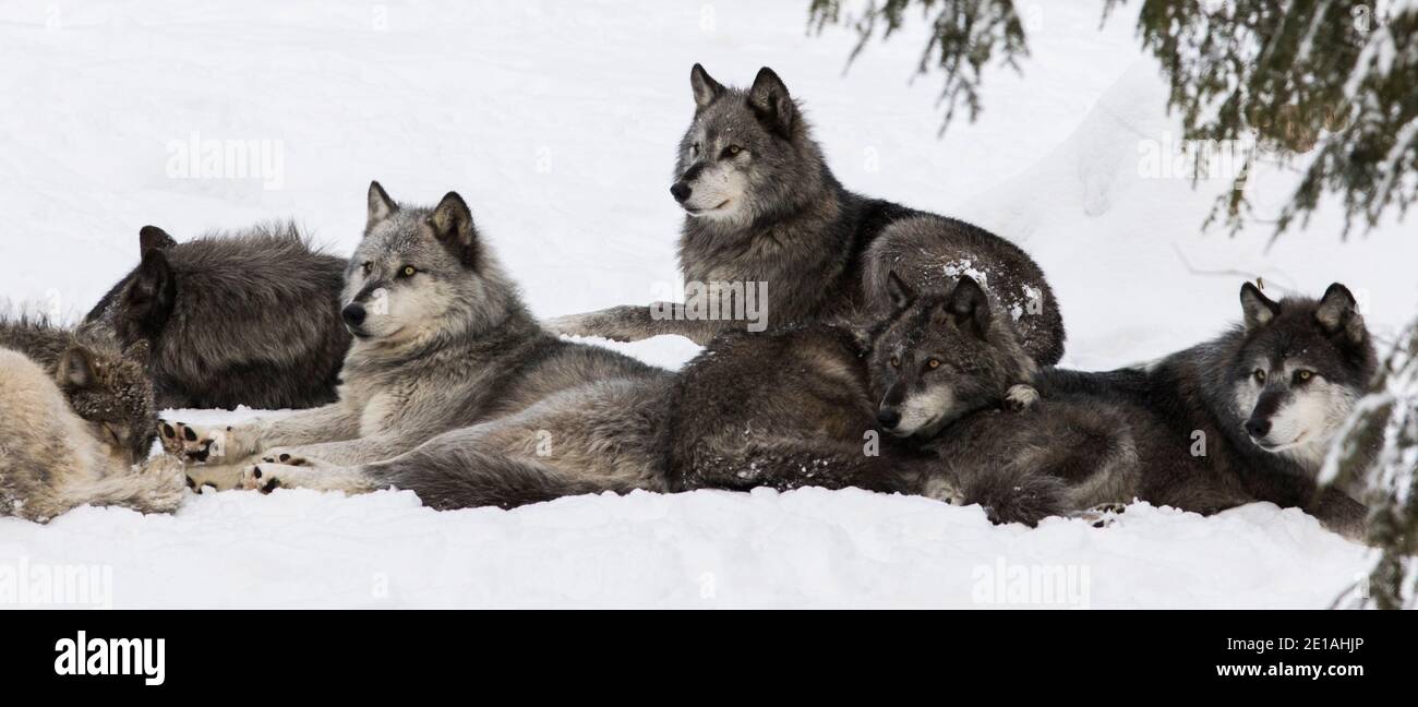 North american grey wolf canis lupus occidentalis hi-res stock ...