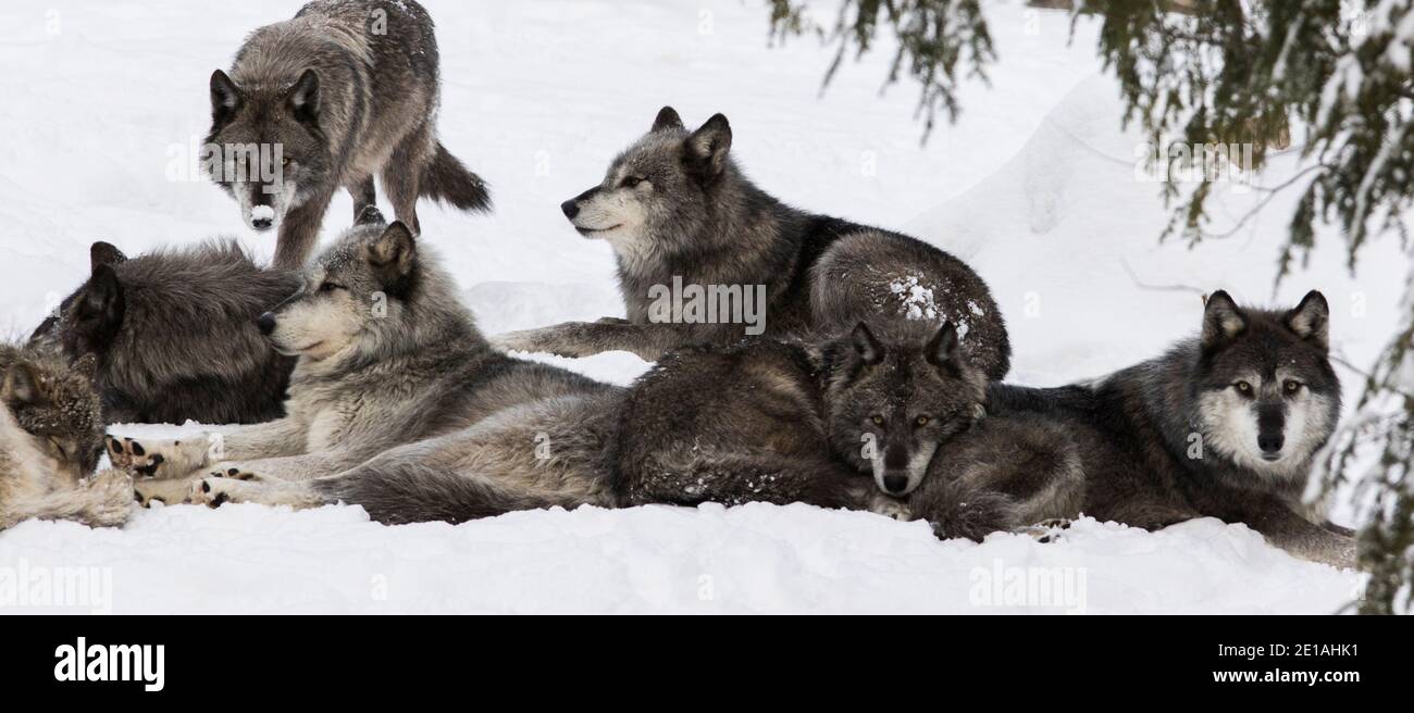 Algonquin wolf pack hi-res stock photography and images - Alamy