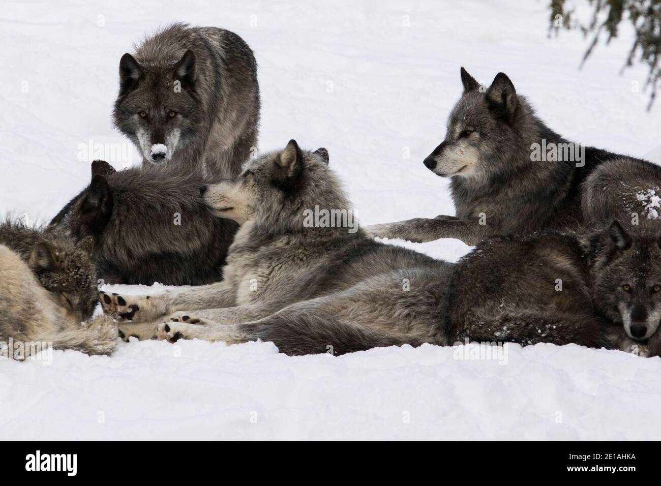 northwestern wolf (Canis lupus occidentalis) pack in winter Stock Photo ...