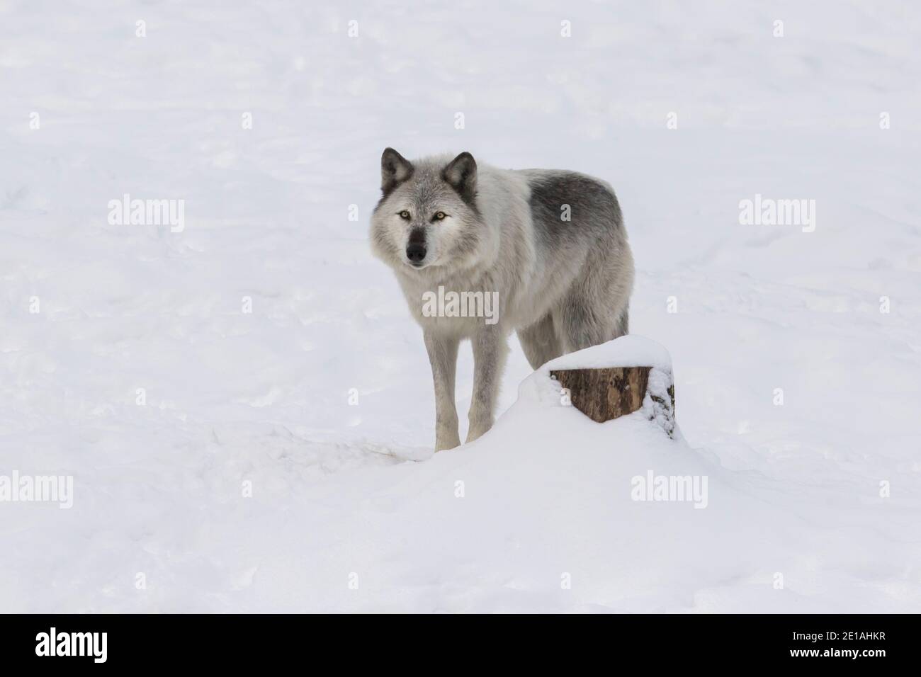 northwestern wolf (Canis lupus occidentalis) pack in winter Stock Photo ...