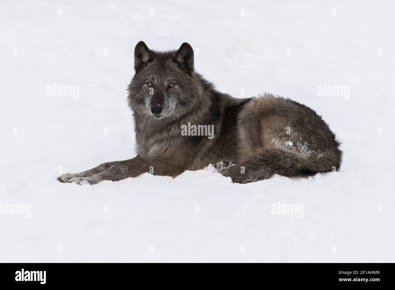 northwestern wolf (Canis lupus occidentalis) pack in winter Stock Photo ...