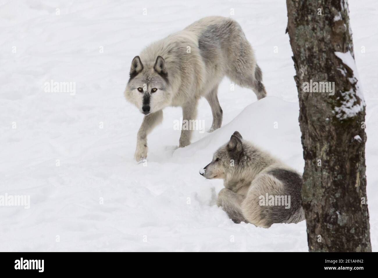 northwestern wolf (Canis lupus occidentalis) pack in winter Stock Photo ...