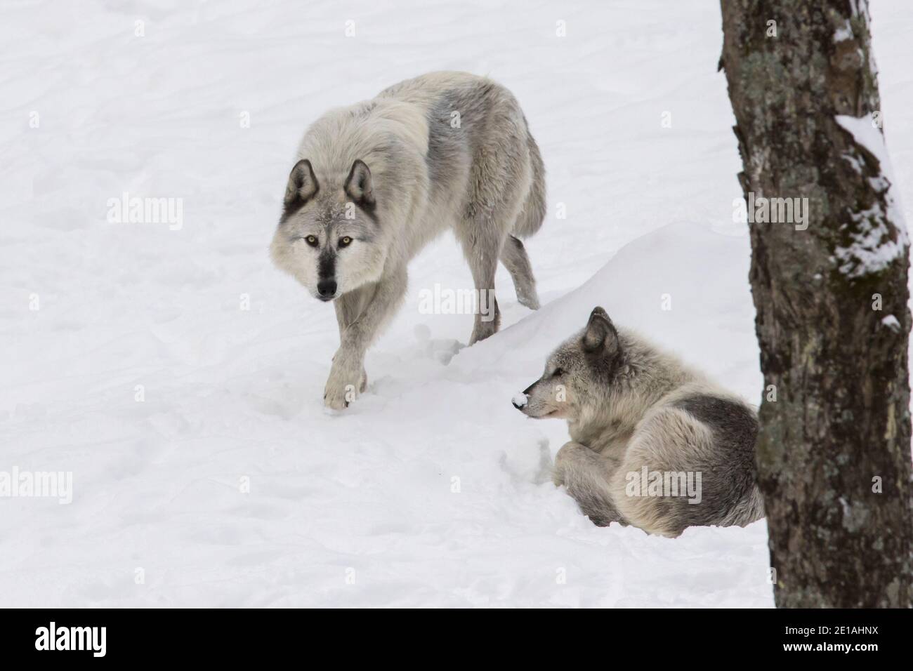 northwestern wolf (Canis lupus occidentalis) pack in winter Stock Photo ...