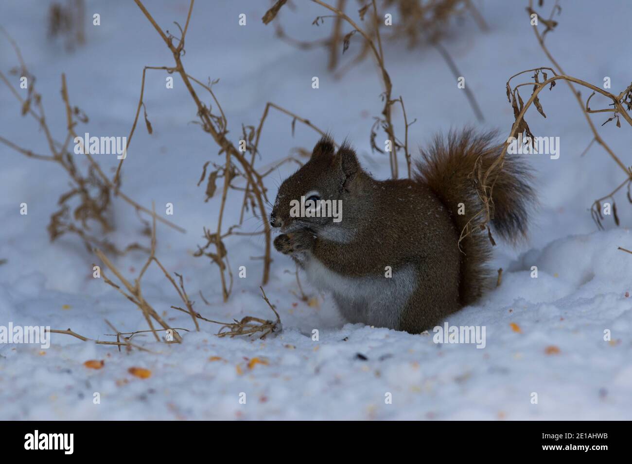 American red squirrel (Tamiasciurus hudsonicus) in winter Stock Photo ...
