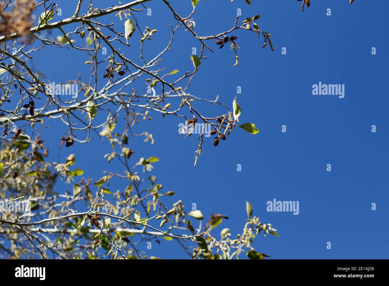 Open spreading habit, White Alder, Alnus Rhombifolia, Betulaceae ...
