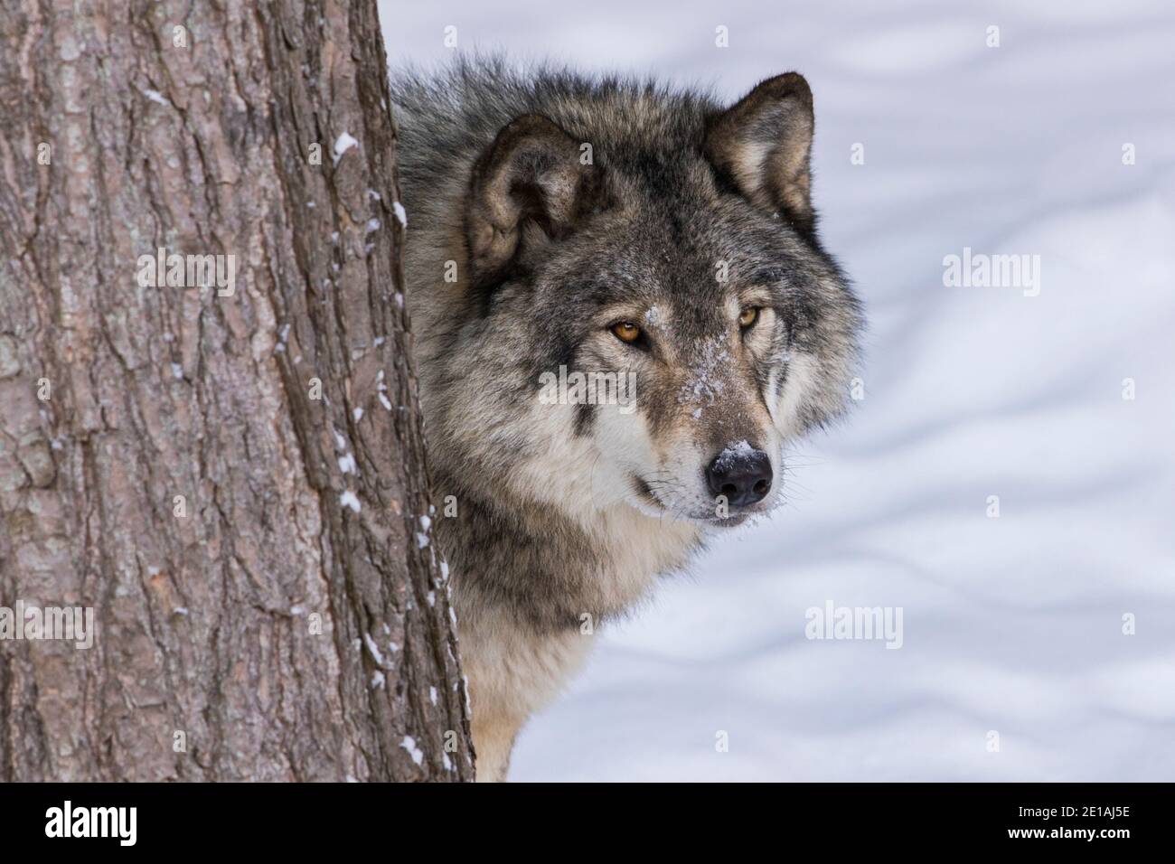 Mackenzie valley wolf canis lupus occidentalis hi-res stock photography ...