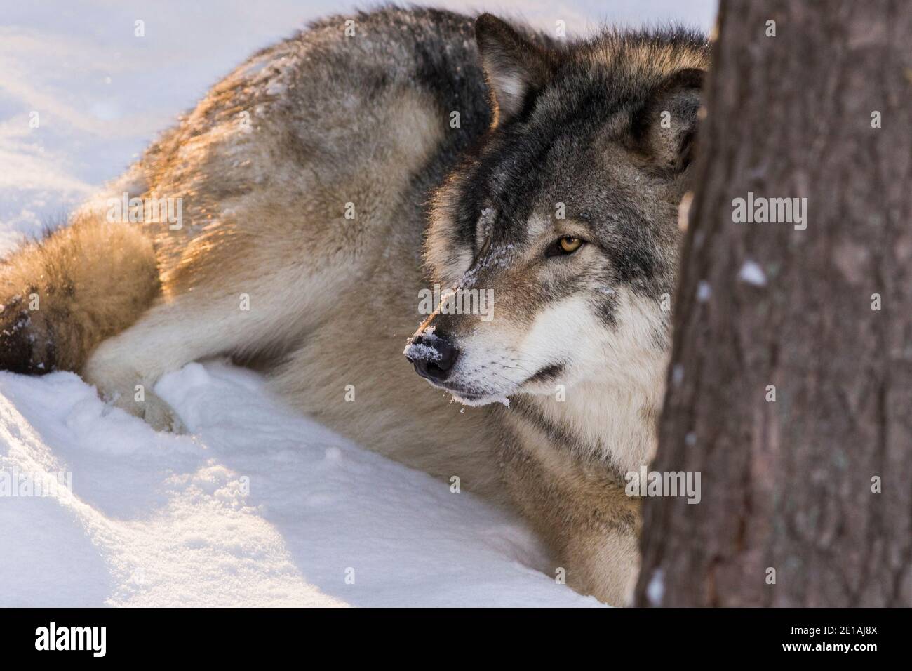 northwestern wolf (Canis lupus occidentalis) portrait in winter Stock ...