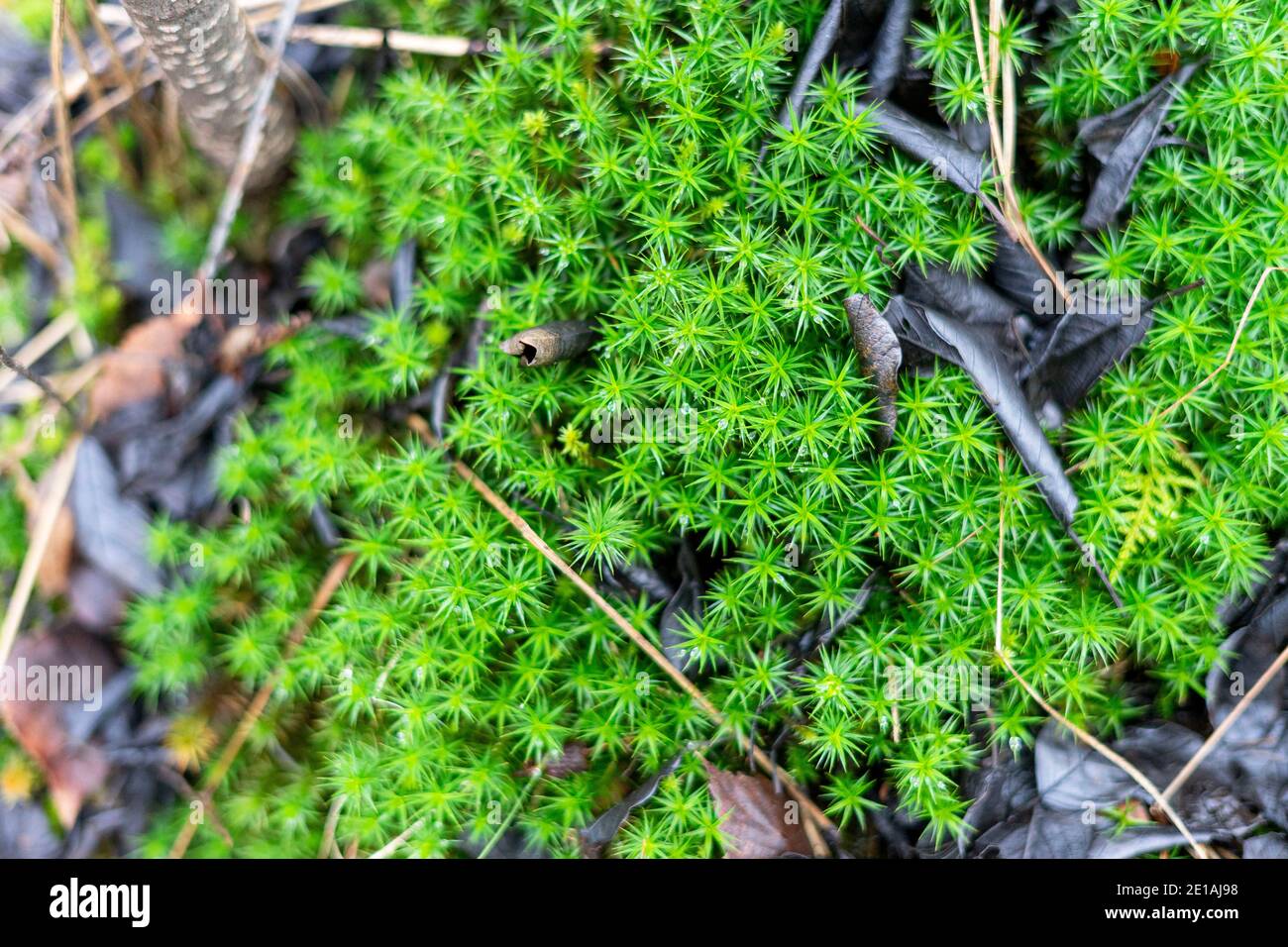 Amazing moss pattern Stock Photo - Alamy