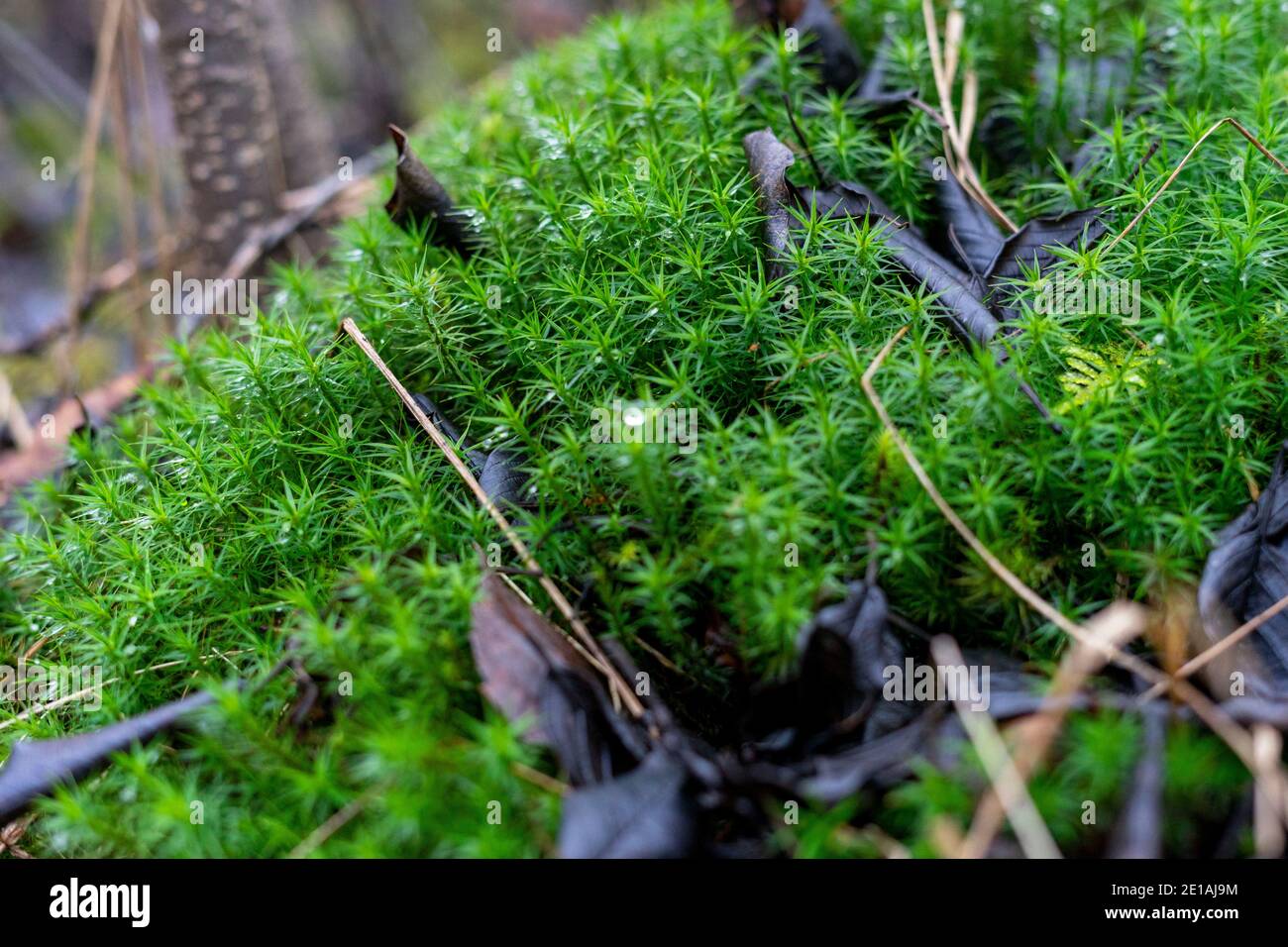 Moss environment hi-res stock photography and images - Alamy