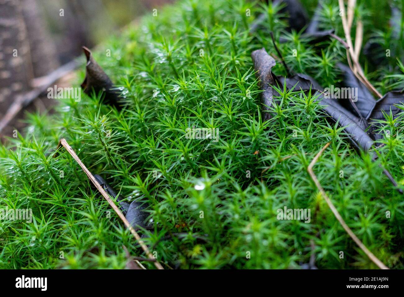 Amazing moss pattern Stock Photo - Alamy