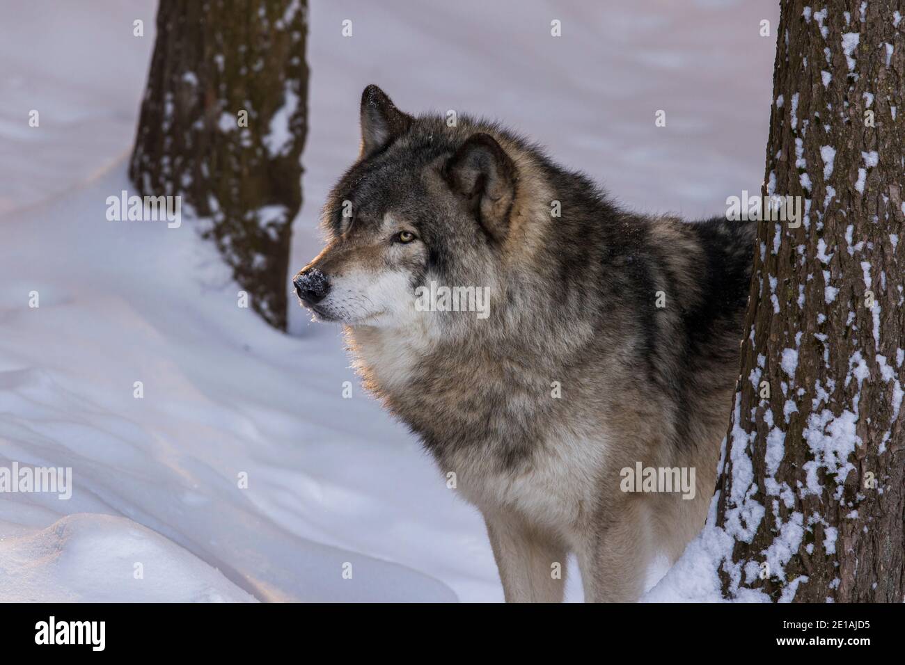 northwestern wolf (Canis lupus occidentalis) portrait in winter Stock ...
