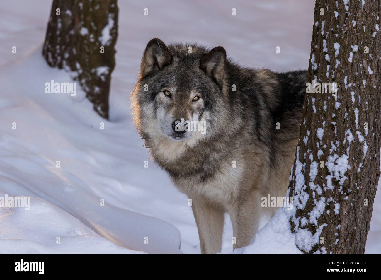 northwestern wolf (Canis lupus occidentalis) portrait in winter Stock ...