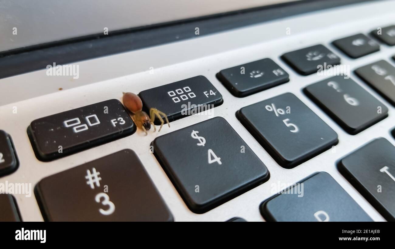 Macro shot of a crawling little spider, its long legs clearly lingering ...