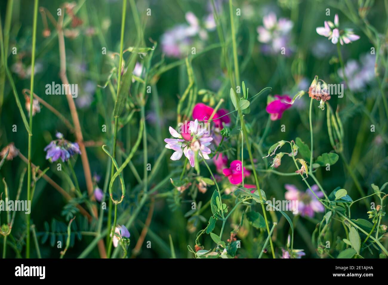 small wildflowers green background summer day,beauty of nature Stock ...